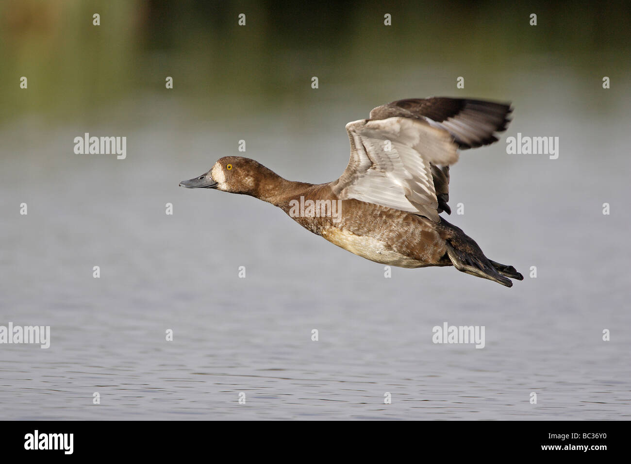 Female Greater Scaup flying Stock Photo - Alamy