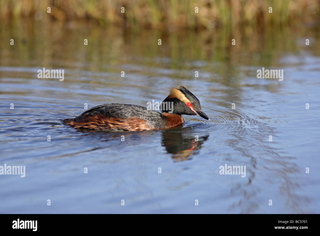 Slavonian Grebe in summer plumage Stock Photo - Alamy