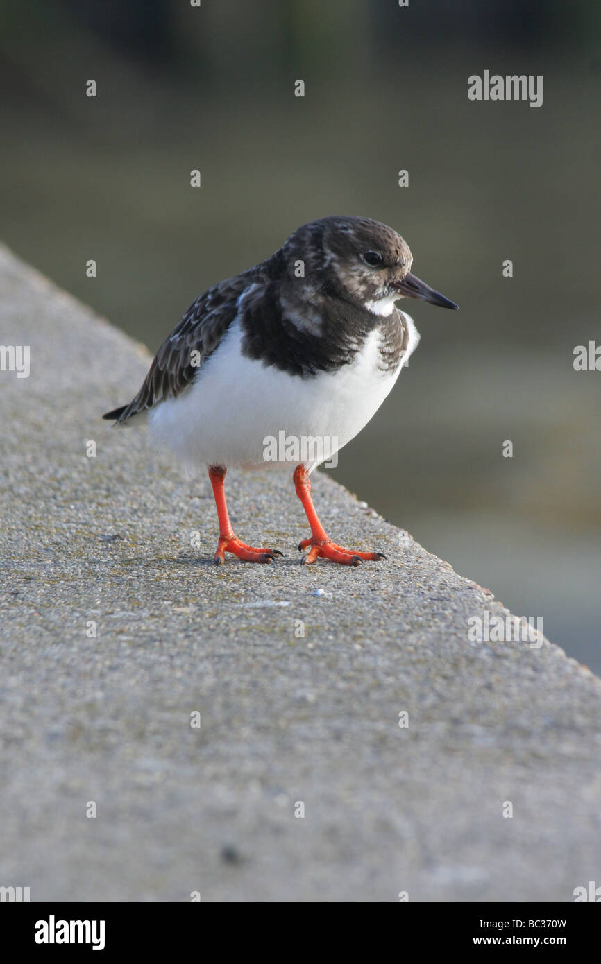 Turnstone bird hi-res stock photography and images - Alamy