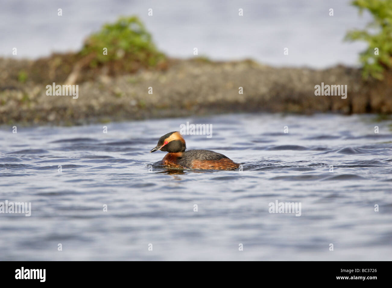 Slavonian Grebe in summer plumage Stock Photo - Alamy