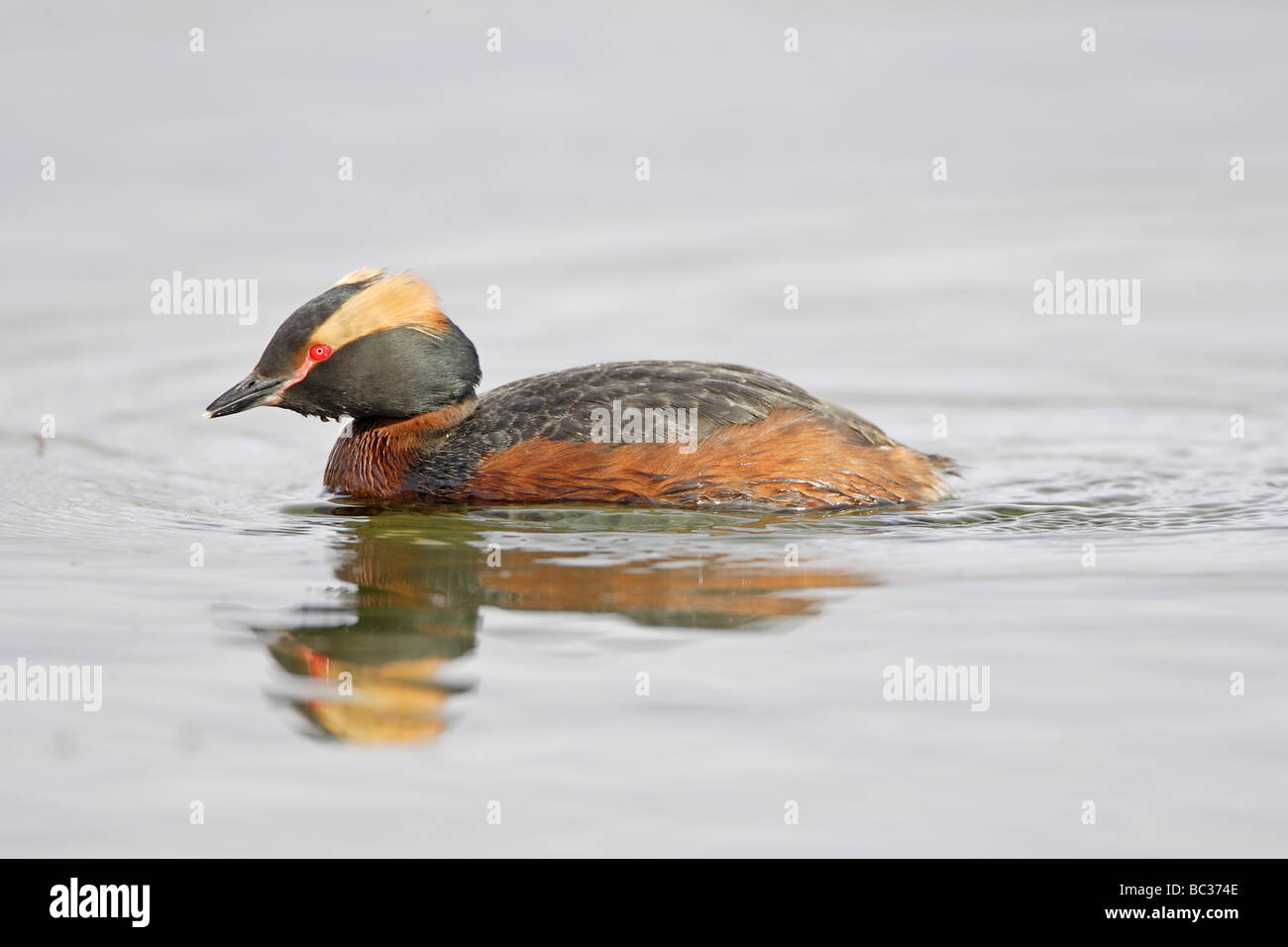 Slavonian Grebe in summer plumage Stock Photo - Alamy