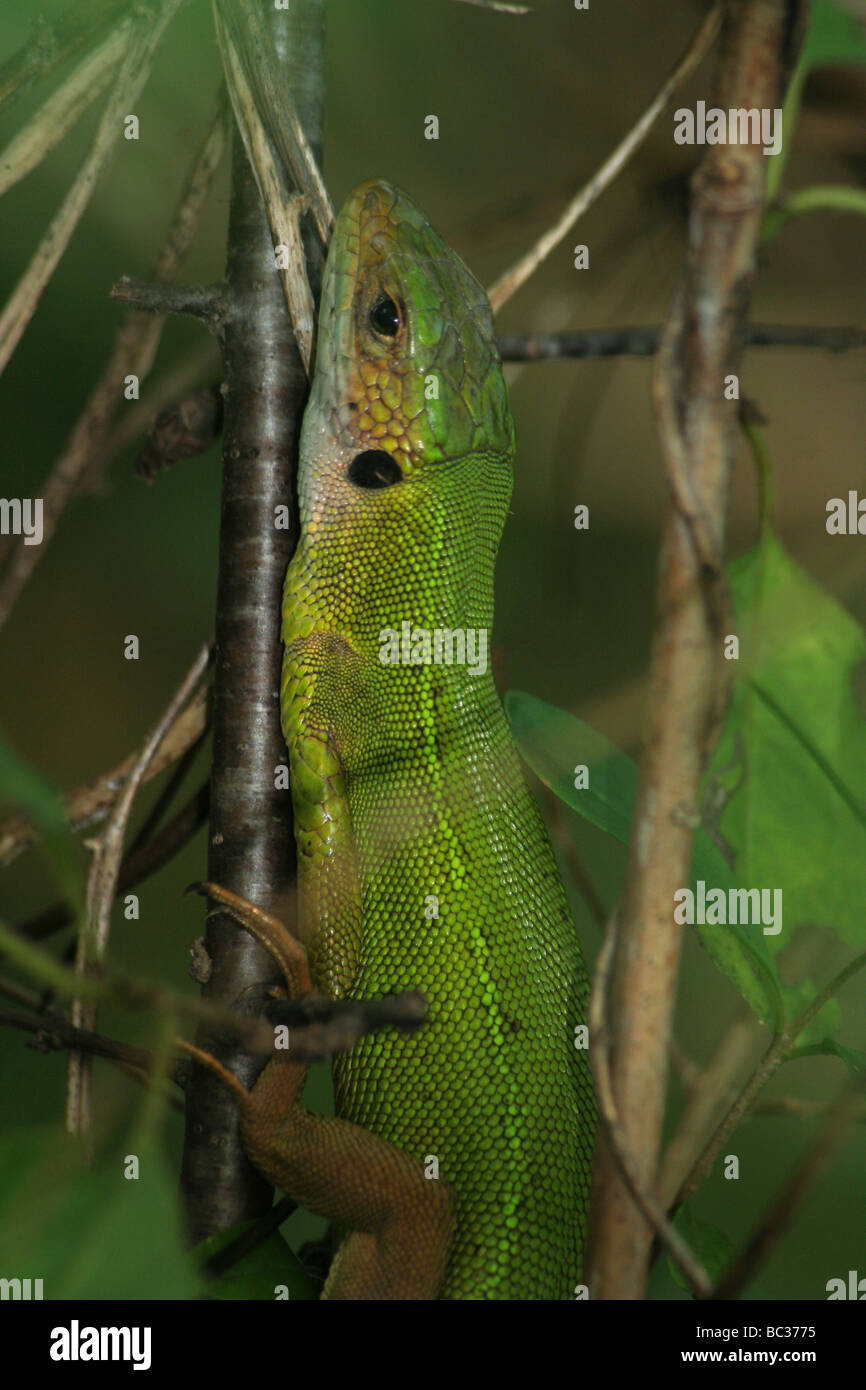 Lizard italy hi-res stock photography and images - Alamy