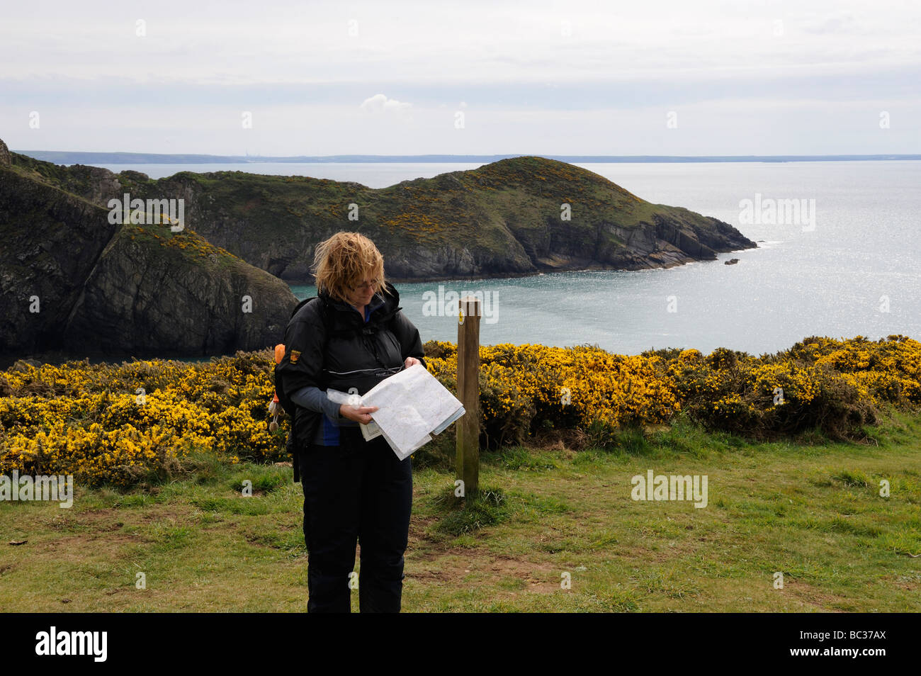 A femal walker reading a map on the Pembrokeshire coast path near Solva ...