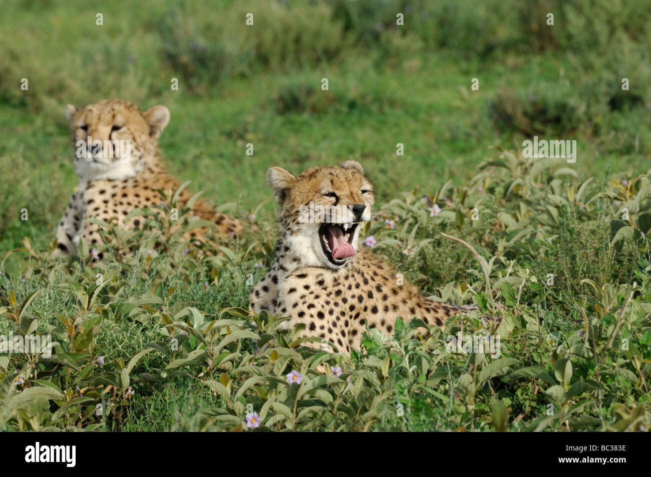 Cheetah yawn hi-res stock photography and images - Alamy