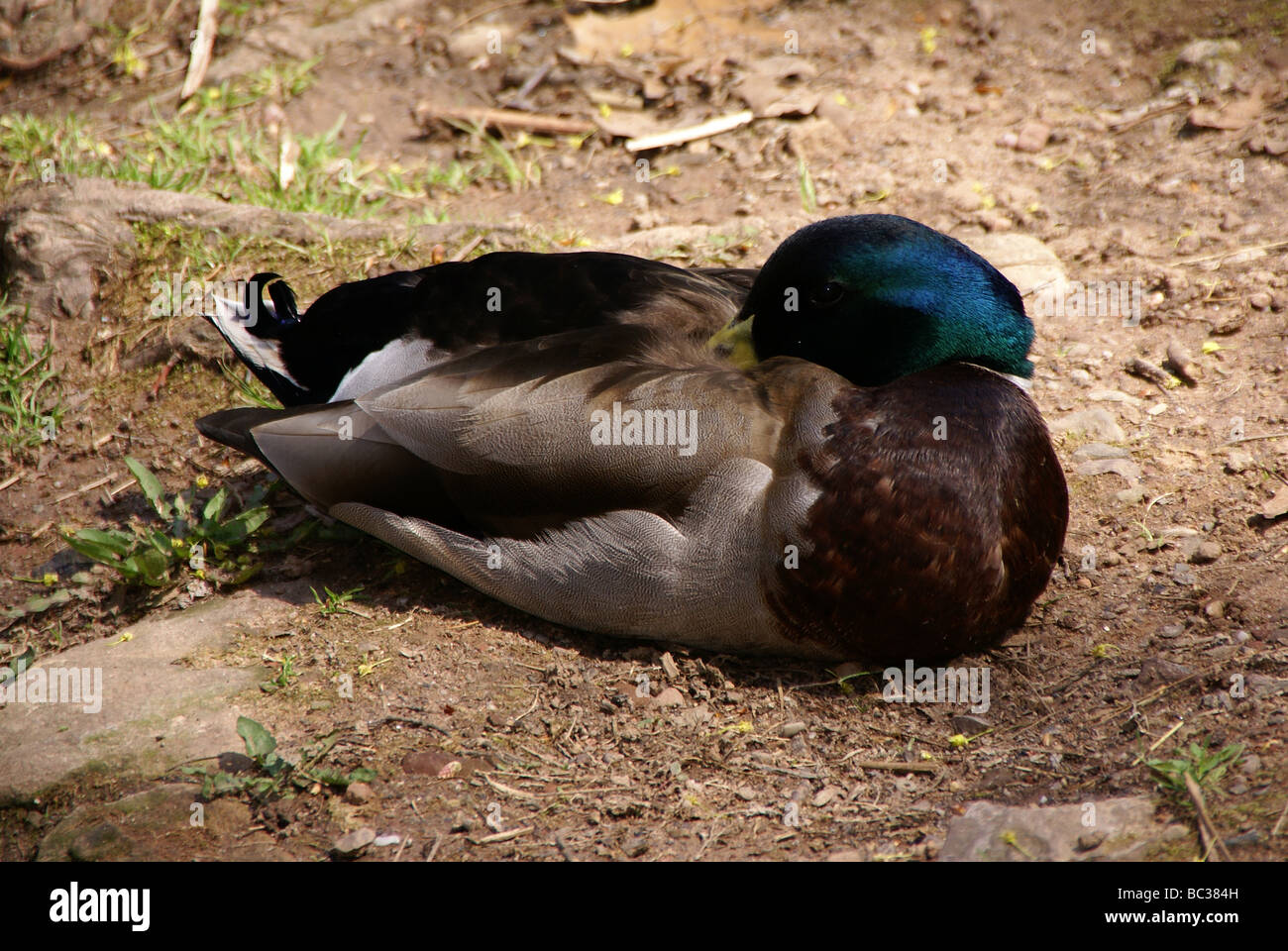 Widgeon duck hi-res stock photography and images - Alamy
