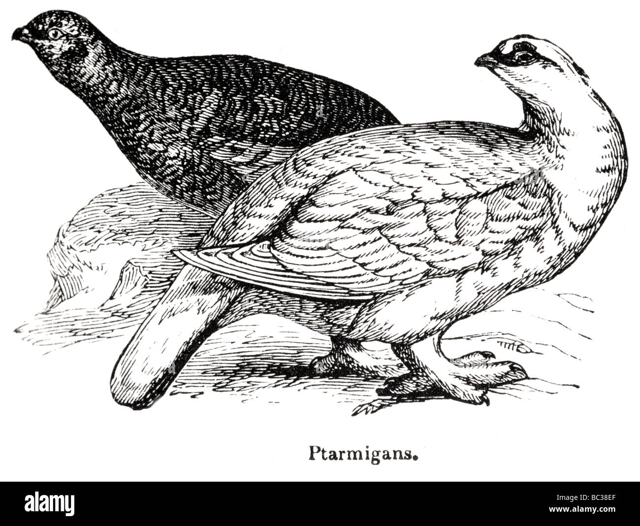 Ptarmigan bird vintage engraved illustration hi-res stock photography ...