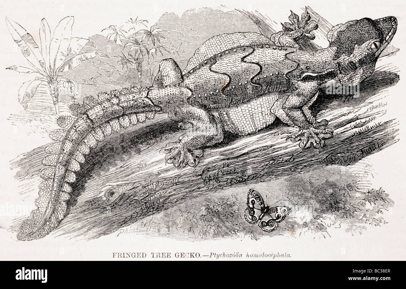 Quadrate bone hi-res stock photography and images - Alamy