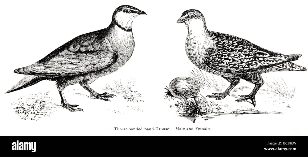 Sandgrouse egg hi-res stock photography and images - Alamy