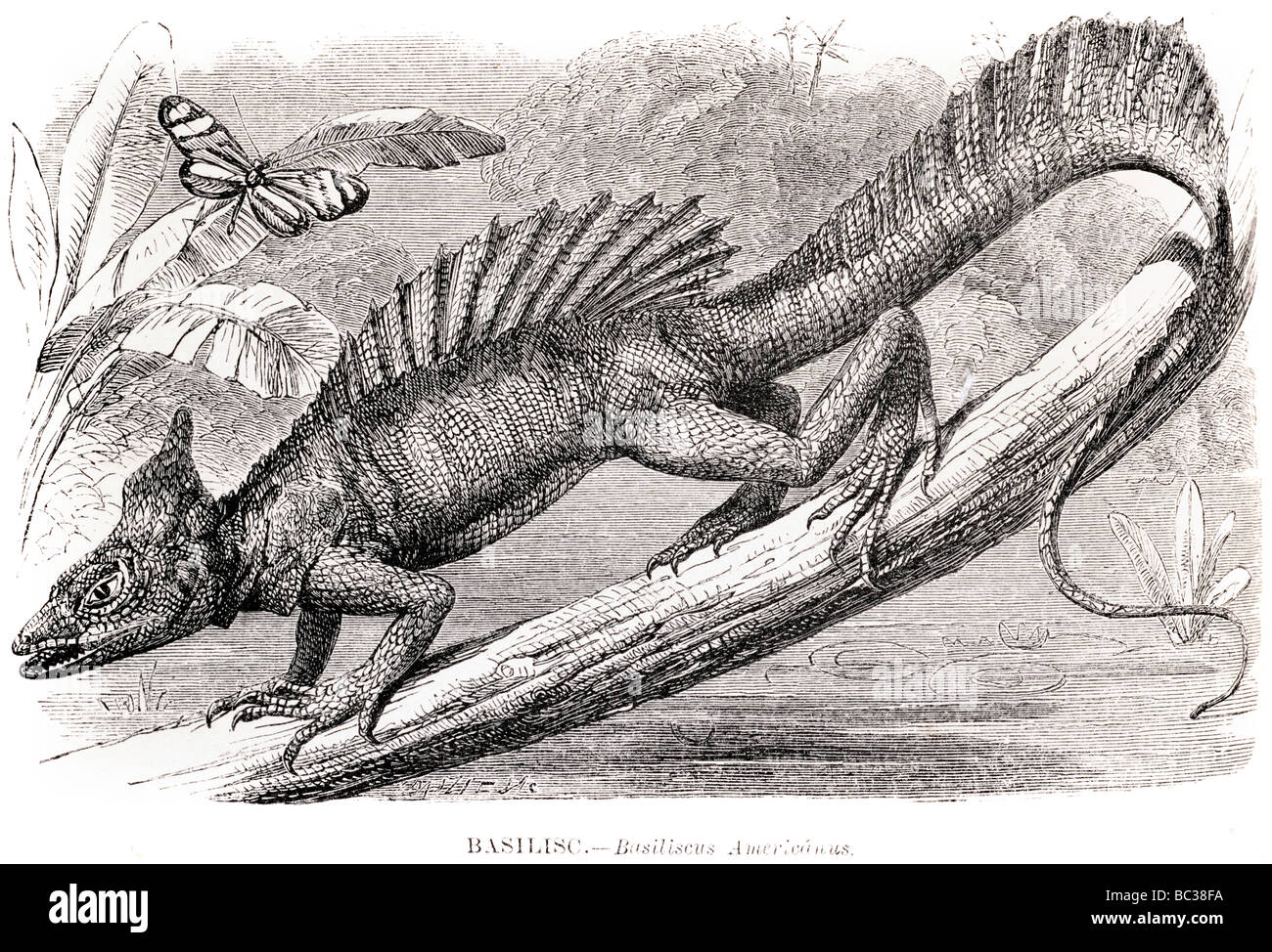 basilisc basiliscus americanus Stock Photo - Alamy