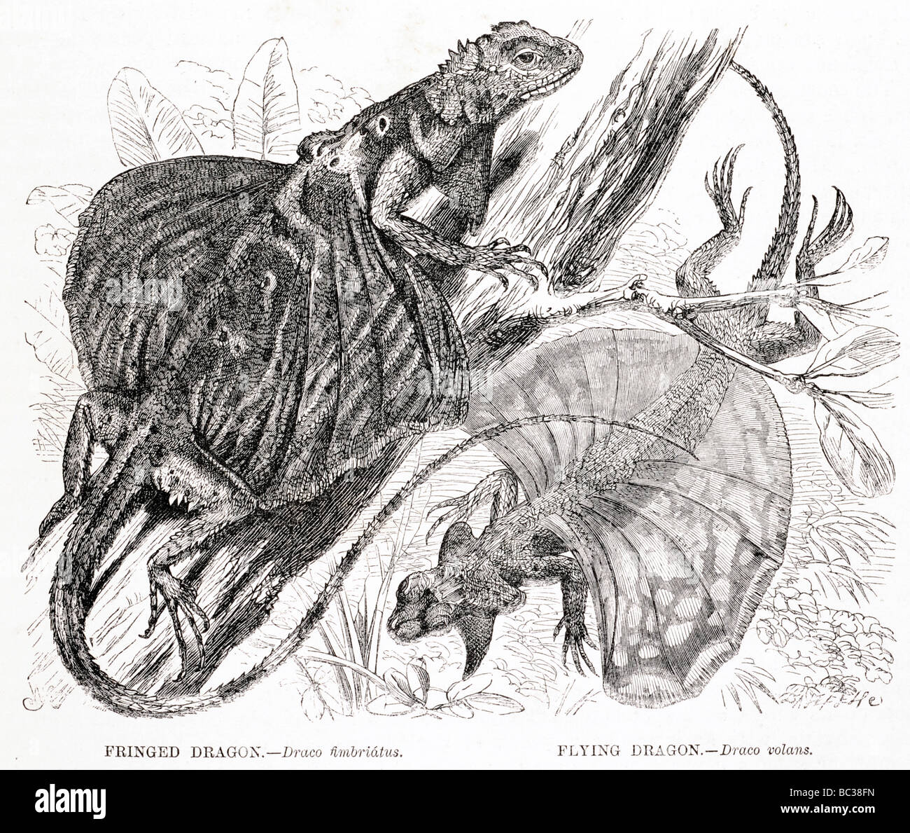 Draco fimbriatus hi-res stock photography and images - Alamy