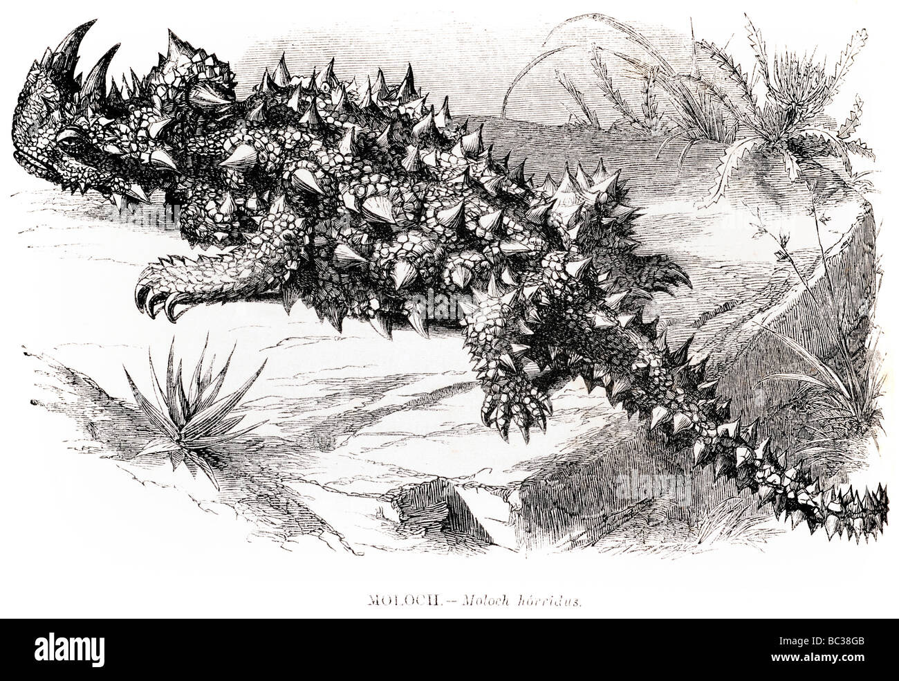 moloch moloch horridus Stock Photo - Alamy