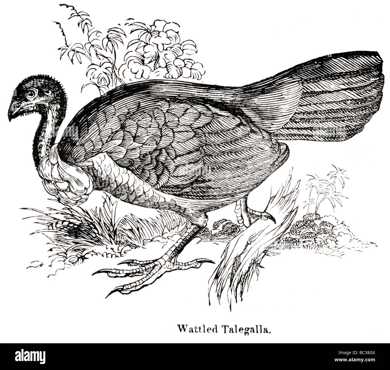 Wattled talegalla hi-res stock photography and images - Alamy