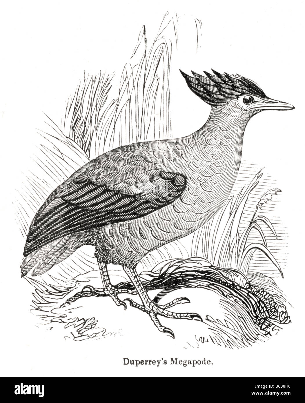 duperrey s megapode Stock Photo - Alamy