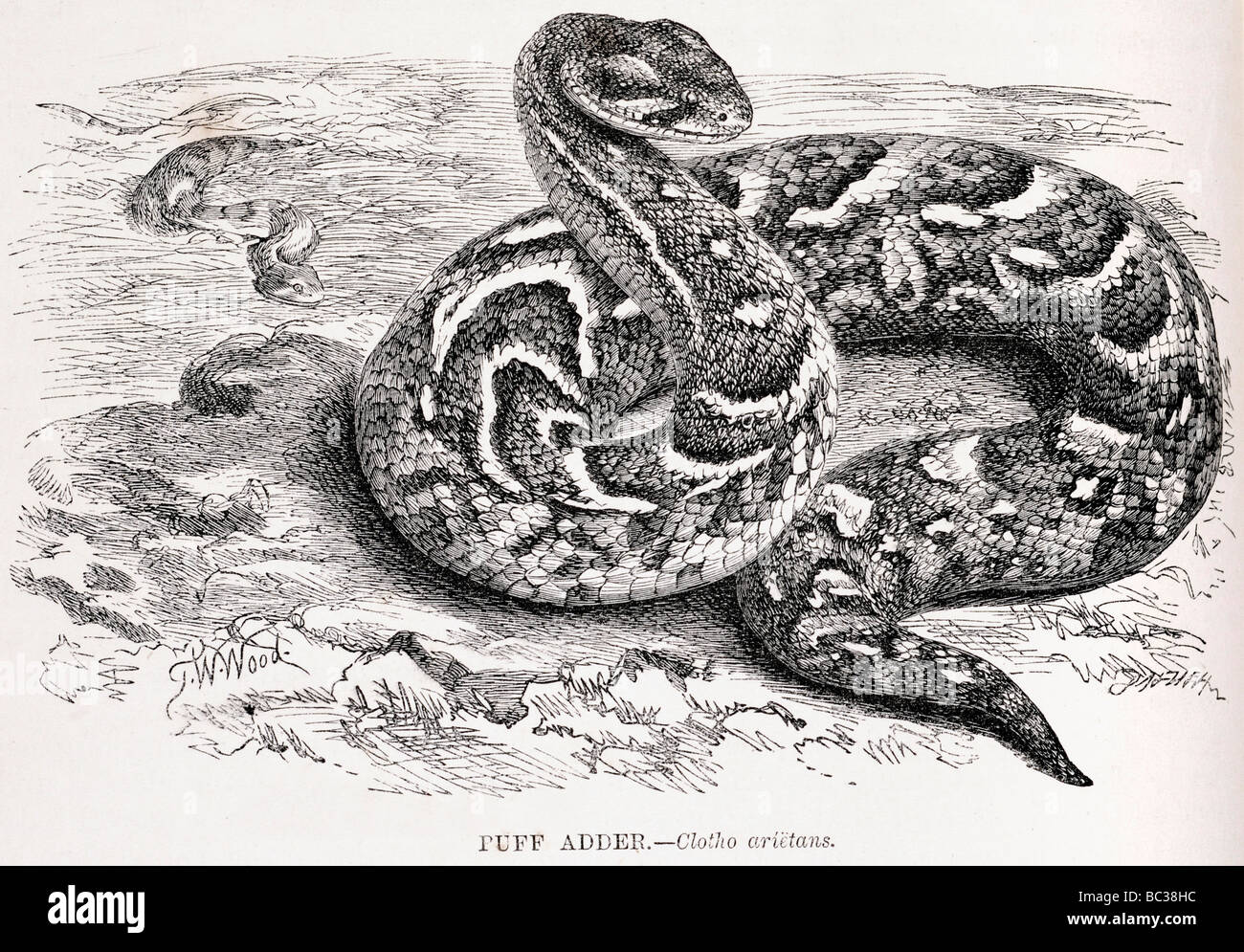 Clotho hi-res stock photography and images - Alamy