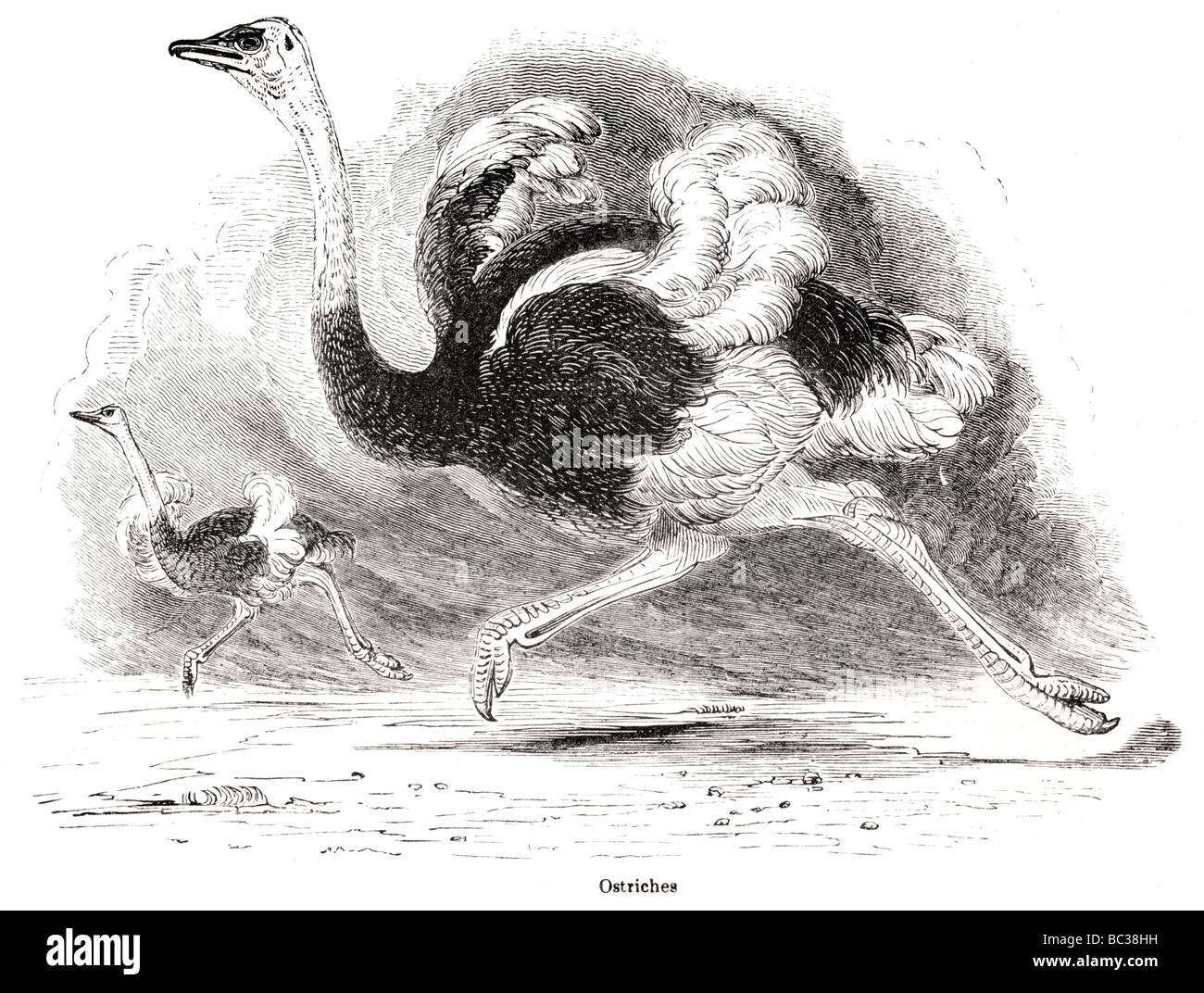 Ostrich wings out hi-res stock photography and images - Alamy