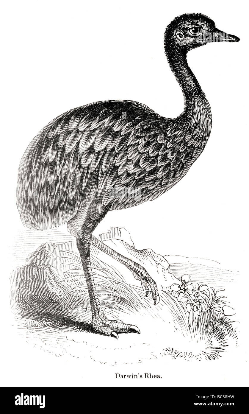 Rhea eggs hi-res stock photography and images - Alamy