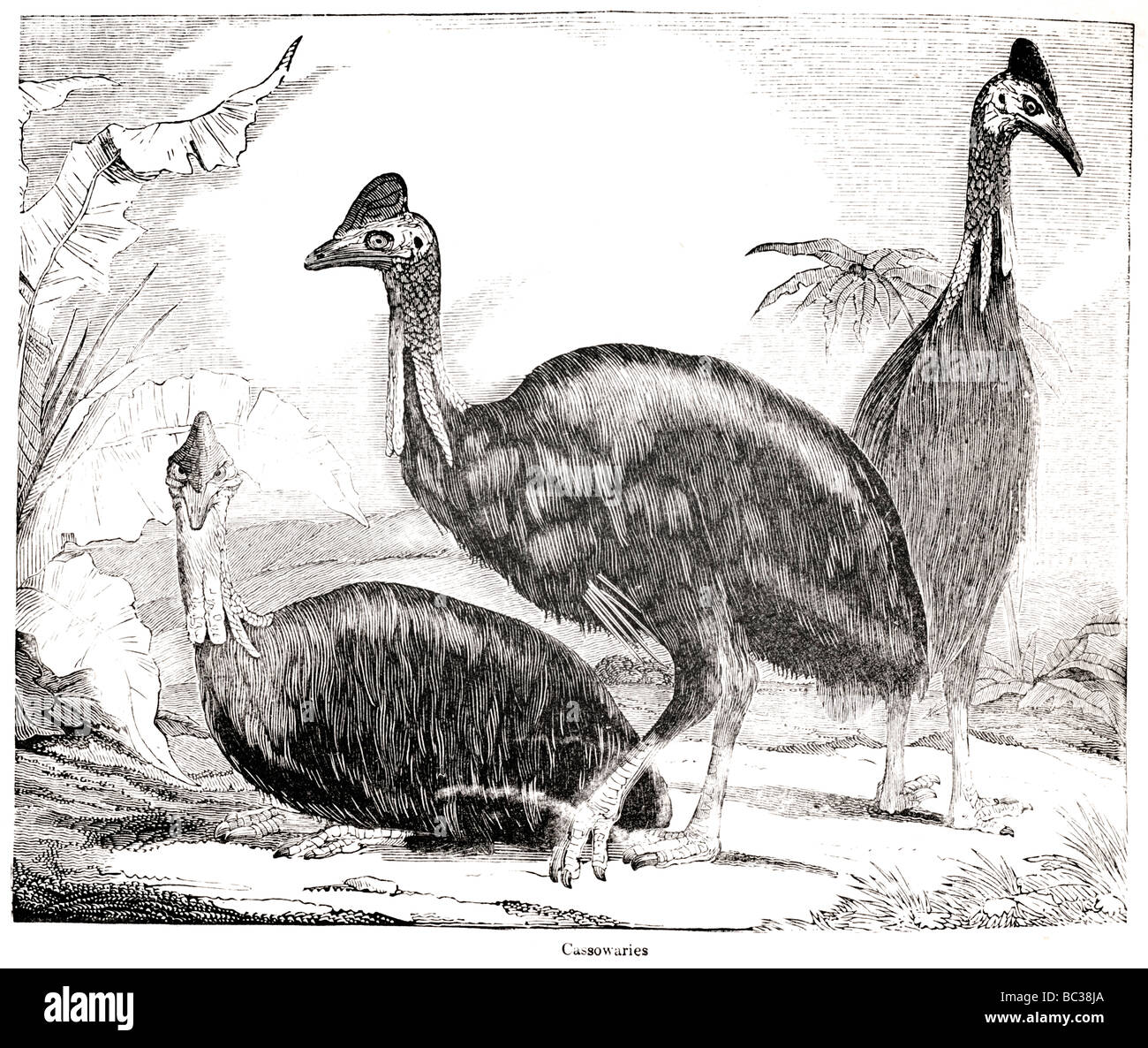 Cassowary skeleton hi-res stock photography and images - Alamy