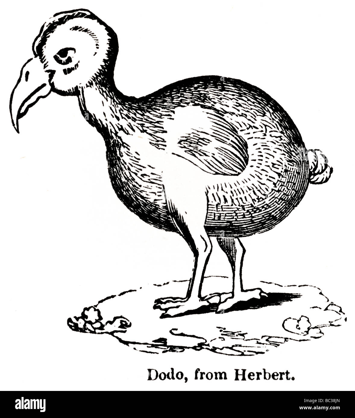 Dodo bird skeleton hi-res stock photography and images - Alamy