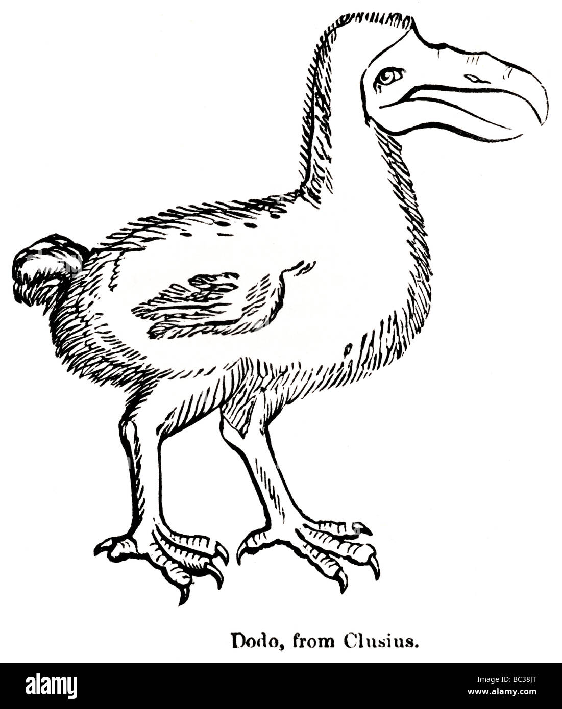 Dodo bird drawing hi-res stock photography and images - Alamy