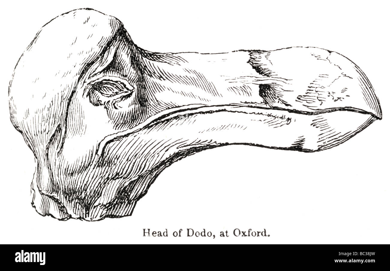 Dodo bird drawing hi-res stock photography and images - Alamy