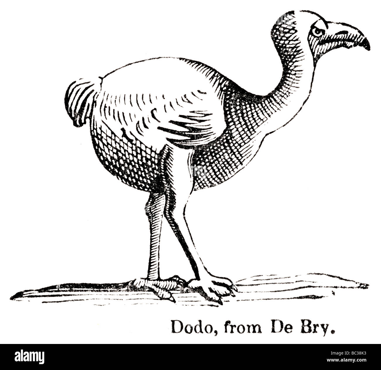 Extinct animals drawing hi-res stock photography and images - Alamy