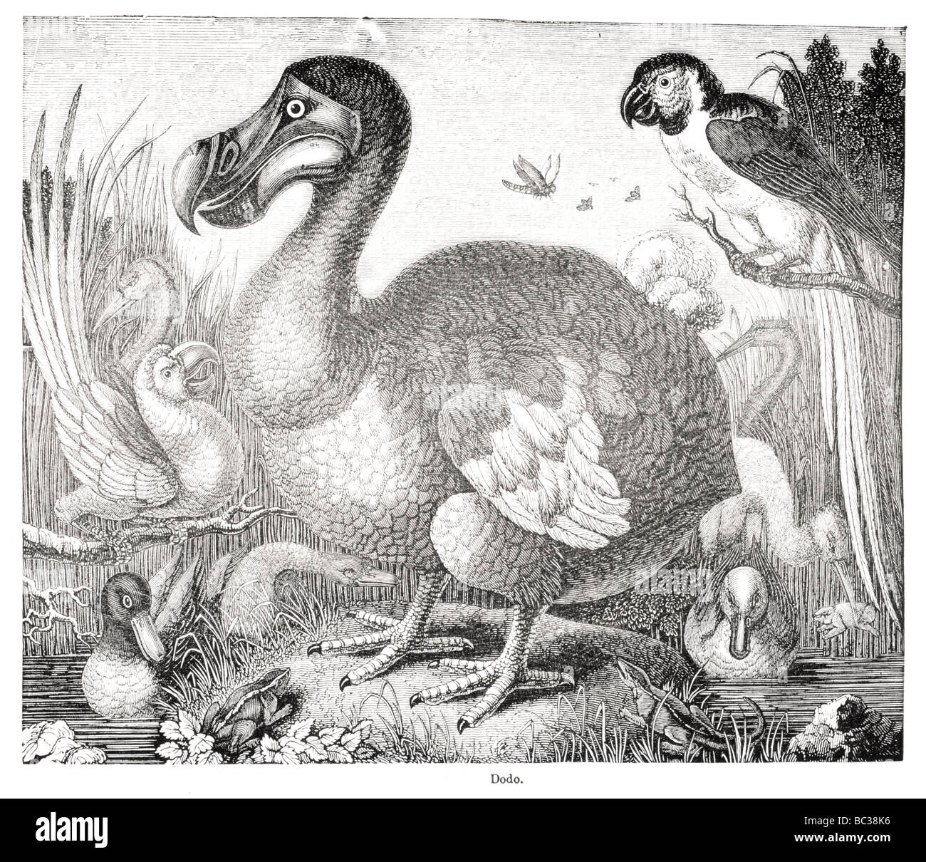 Dodo bird skeleton hi-res stock photography and images - Alamy
