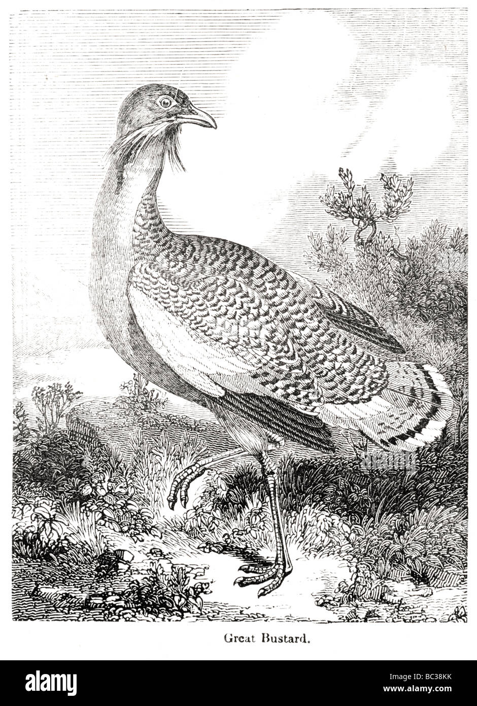 Great bustard illustration hi-res stock photography and images - Alamy