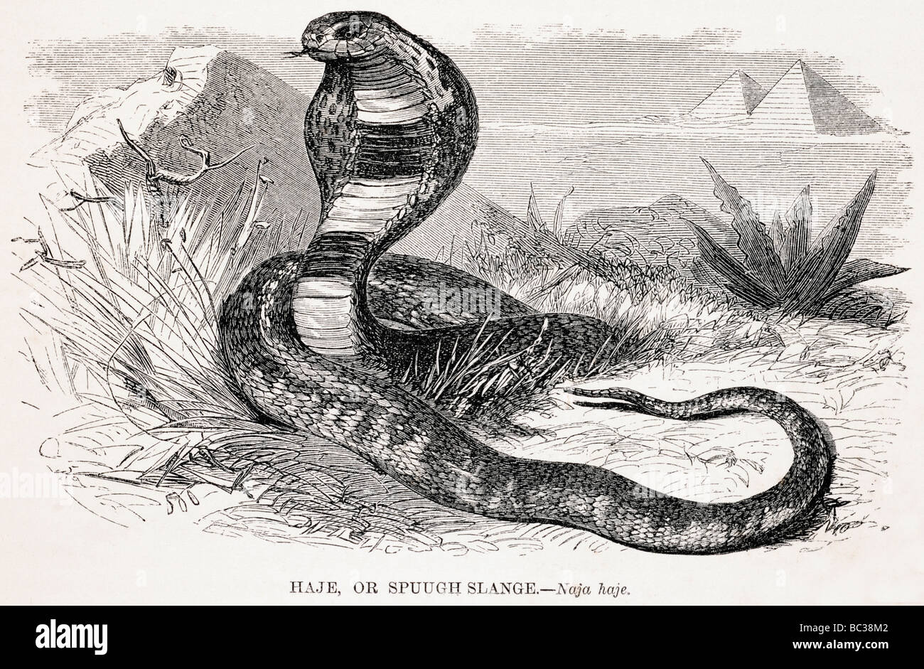 Naja haje hi-res stock photography and images - Alamy