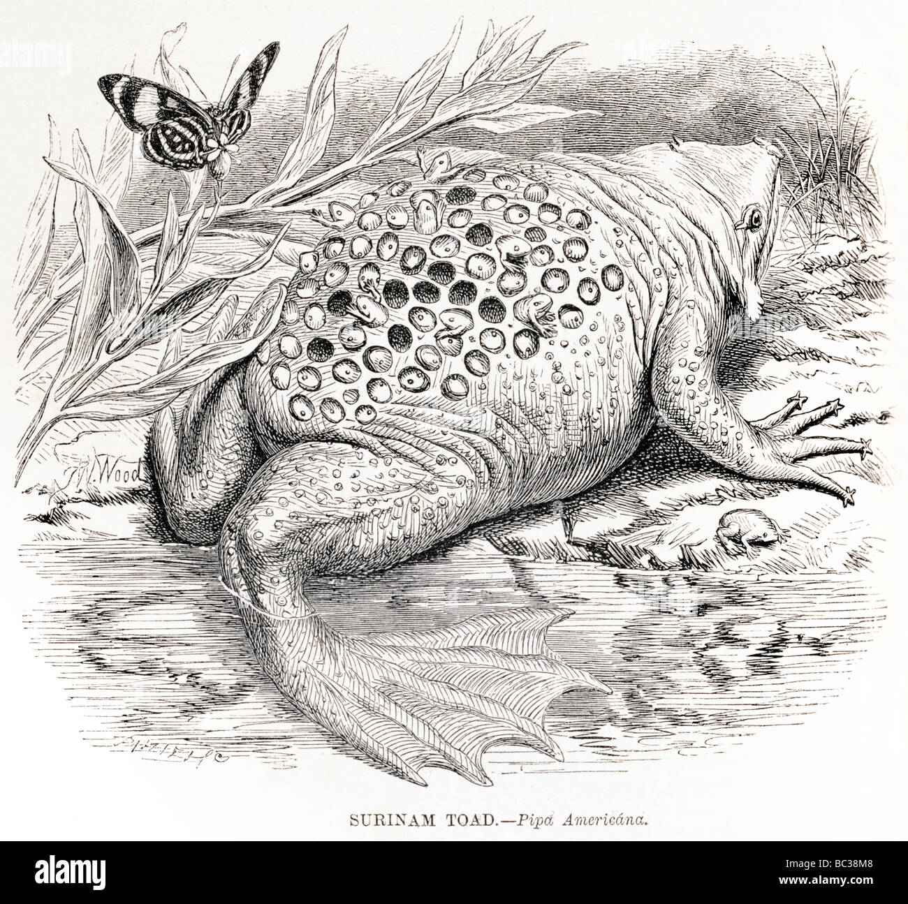 Surinam toad pipa americana hi-res stock photography and images - Alamy