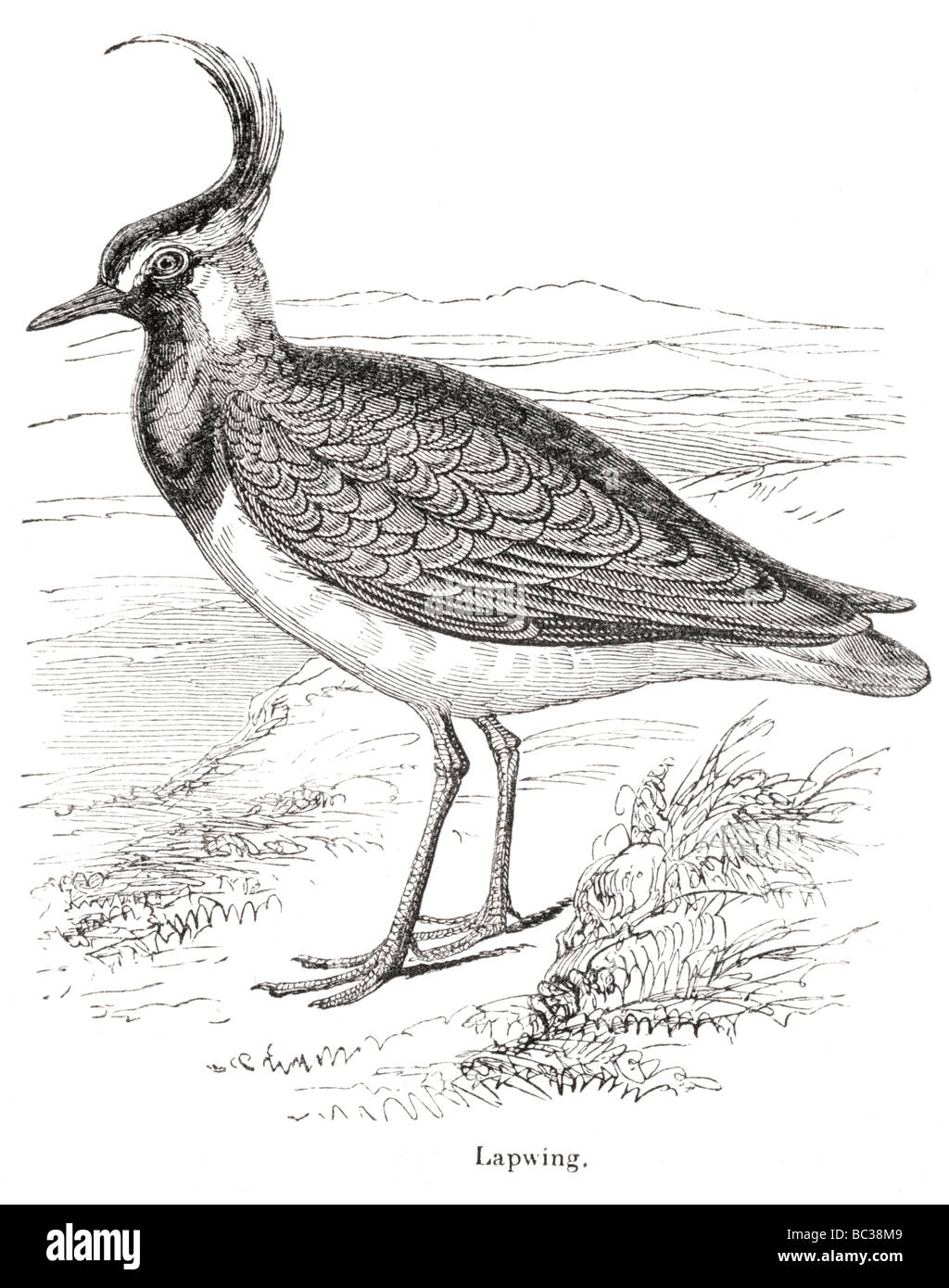 Lapwing illustration hi-res stock photography and images - Alamy