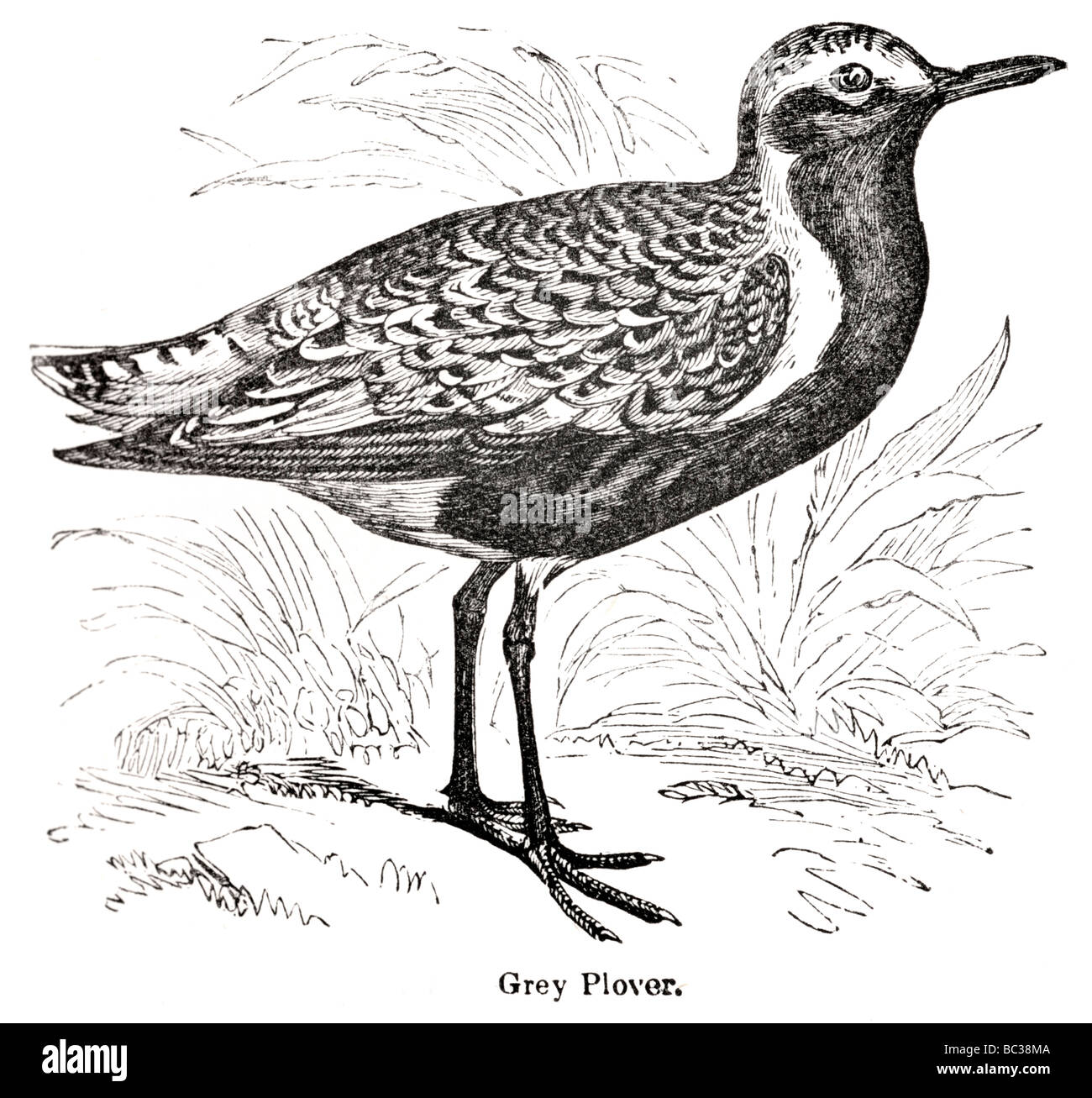 Grey plover drawing hi-res stock photography and images - Alamy