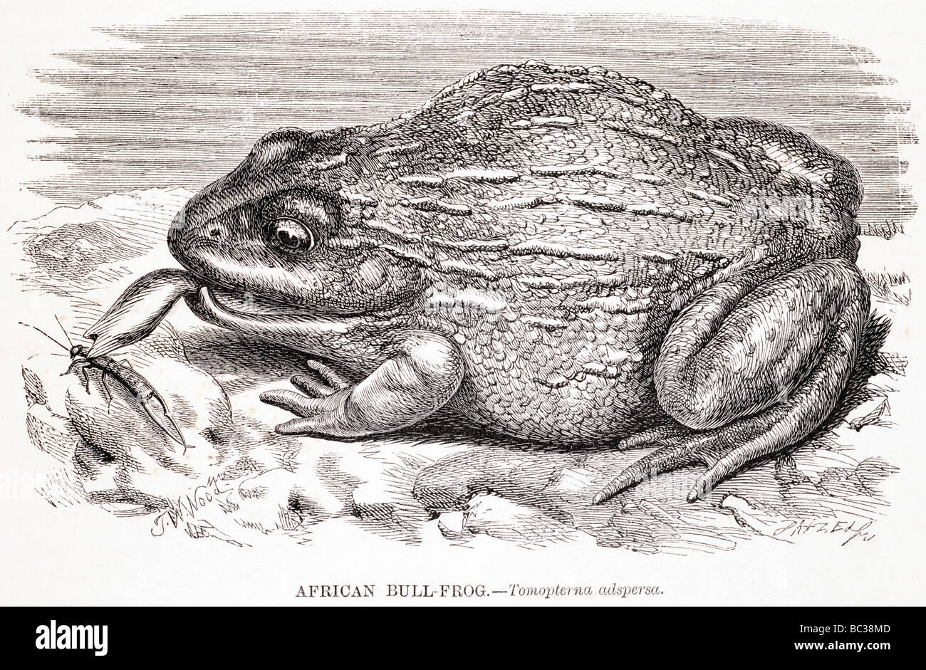 african bull frog tomopterna adspersa Stock Photo - Alamy