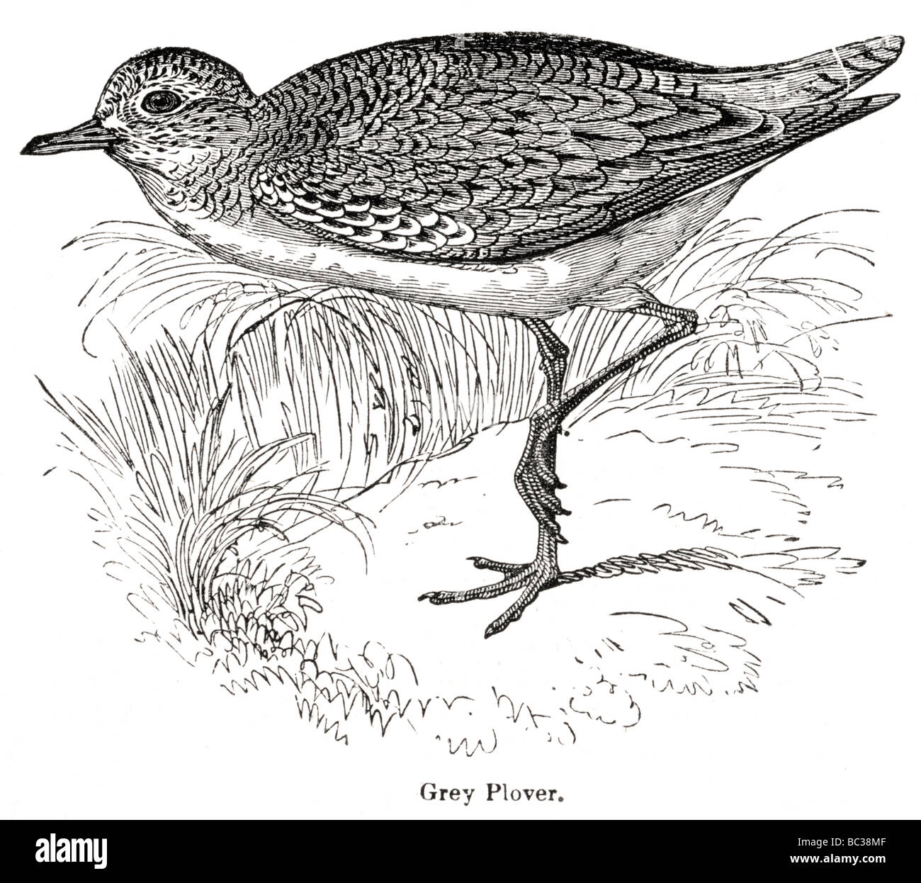 Grey plover drawing hi-res stock photography and images - Alamy
