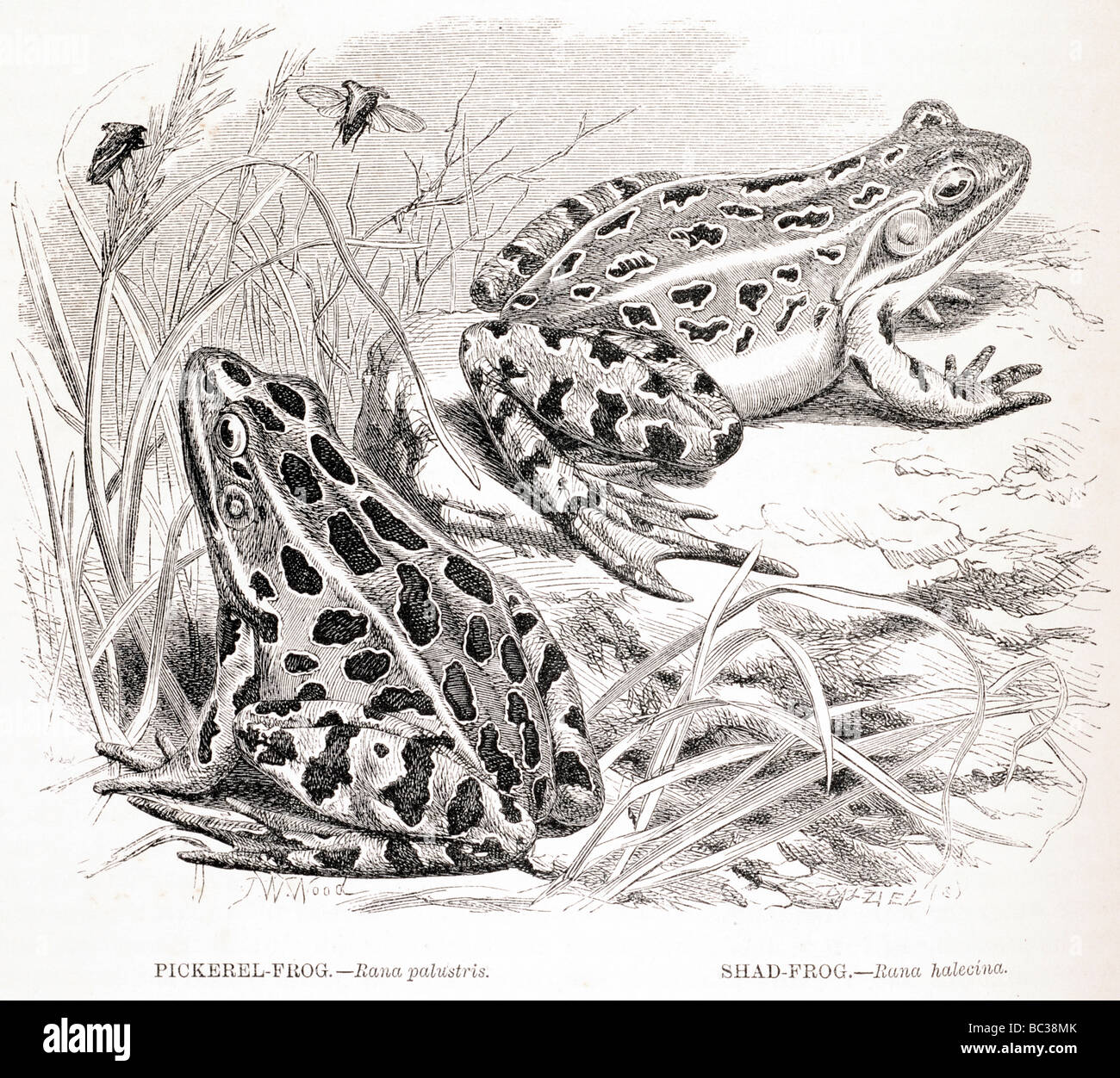 pickerel frog rana palustris shad frog rana halecina Stock Photo - Alamy