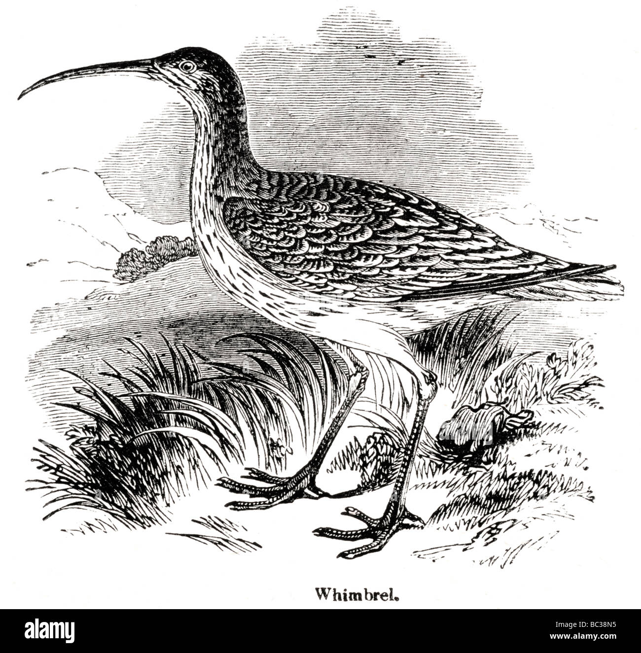 Whimbrel illustration hi-res stock photography and images - Alamy