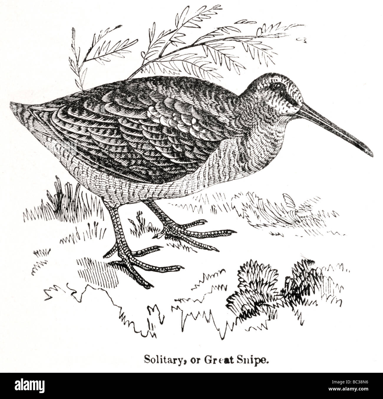 solitary or great snipe Stock Photo - Alamy