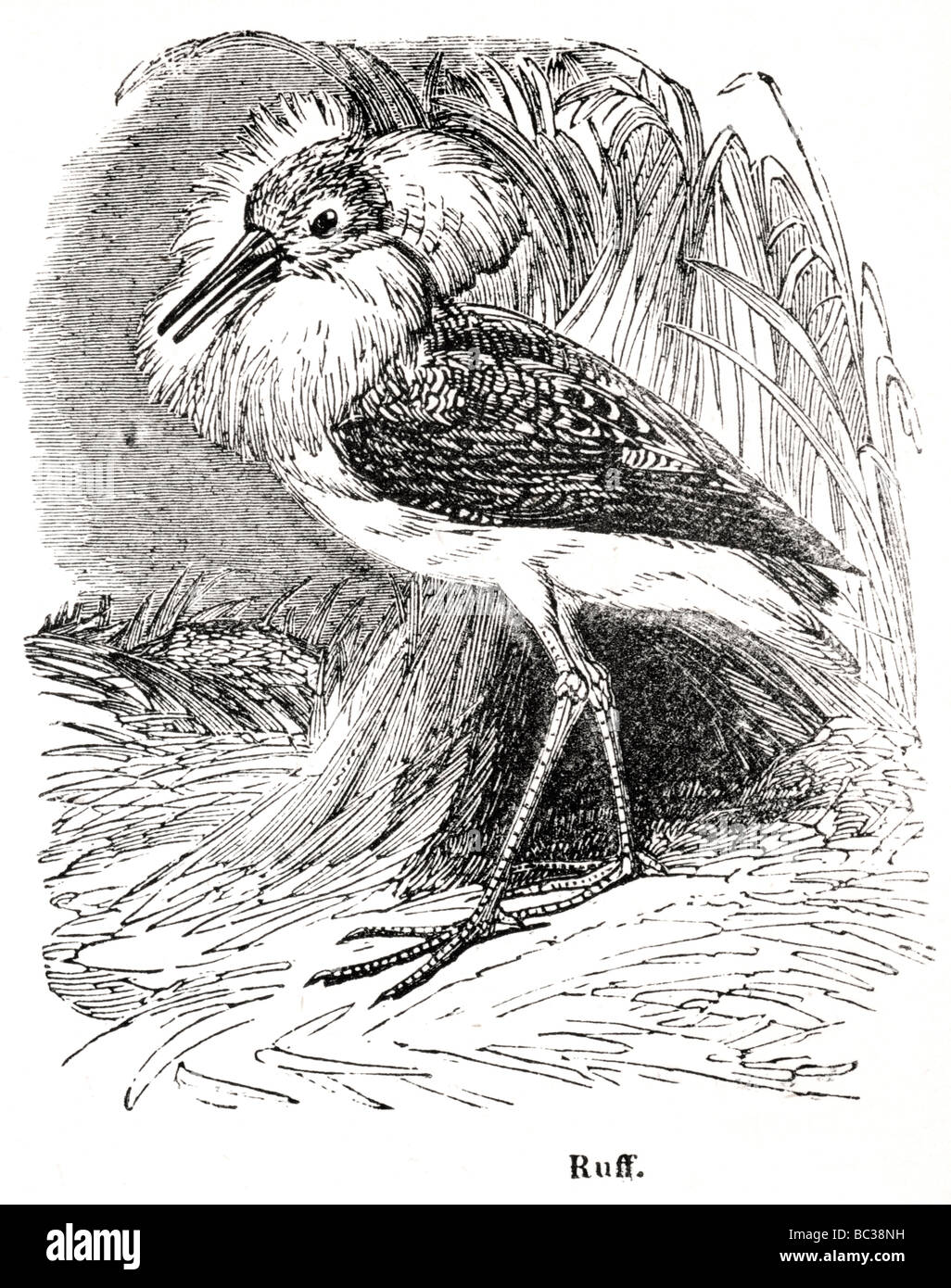 Ruff cut hi-res stock photography and images - Alamy