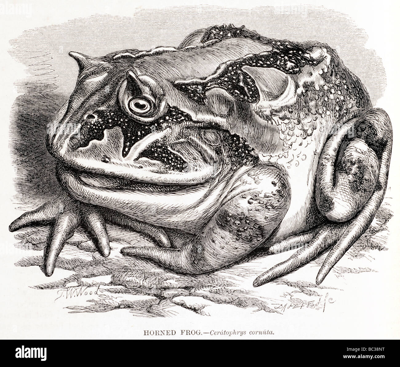horned frog ceratophrys cornuta Stock Photo - Alamy