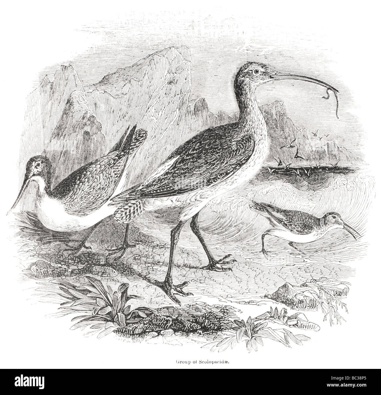 group of scolopacidae Stock Photo - Alamy