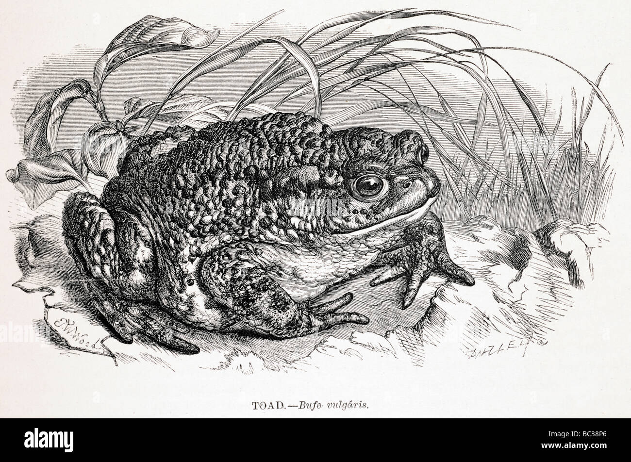 Toad drawing hi-res stock photography and images - Alamy