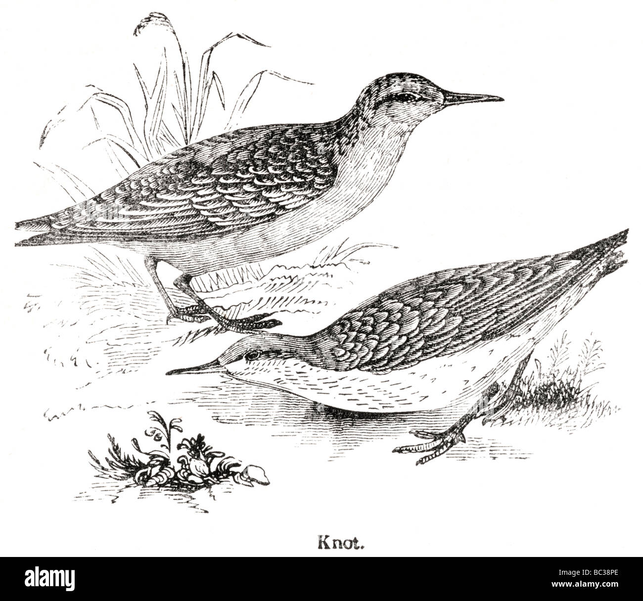 Knot bird portrait hi-res stock photography and images - Alamy