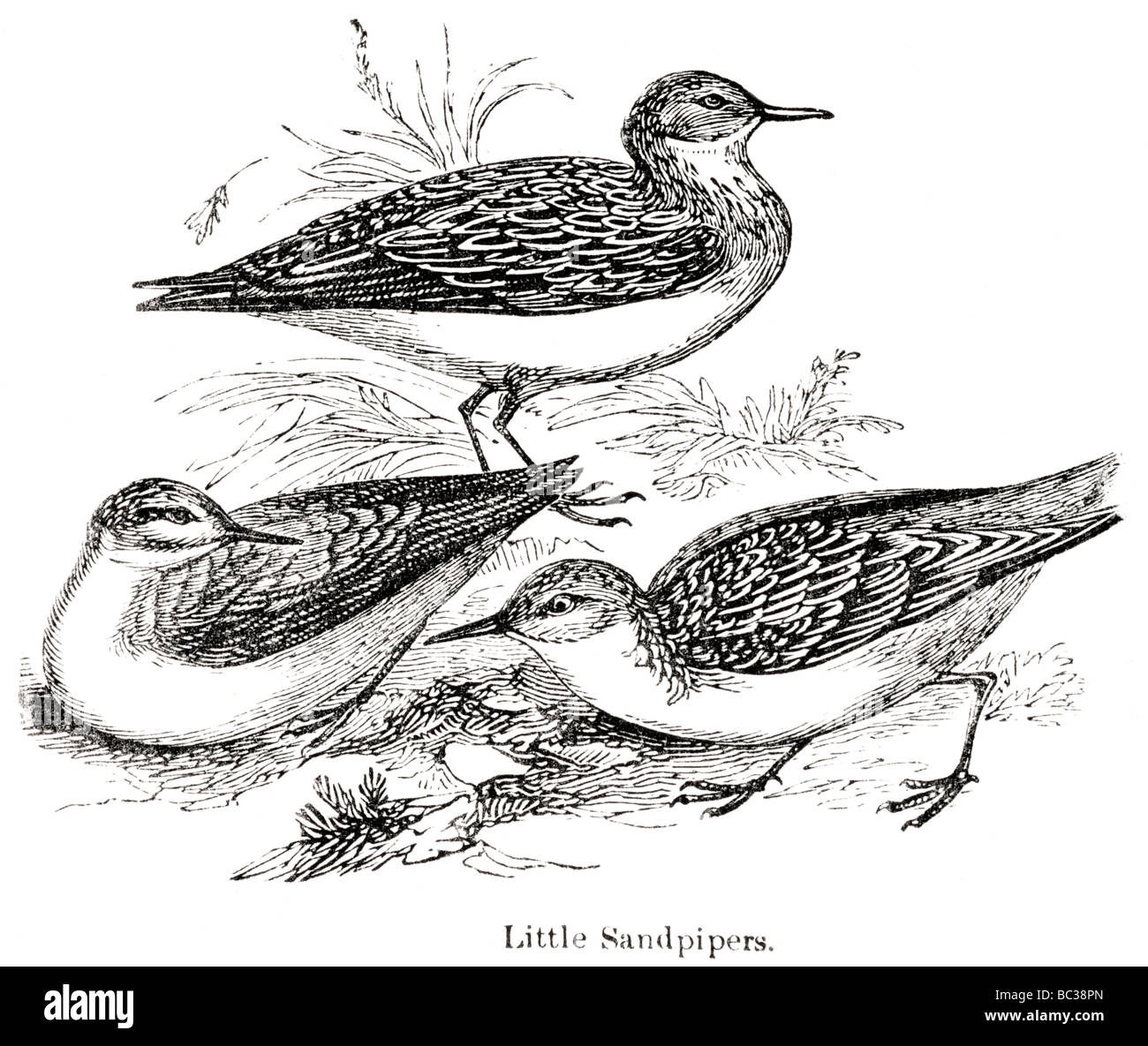 Sandpiper eggs hi-res stock photography and images - Alamy