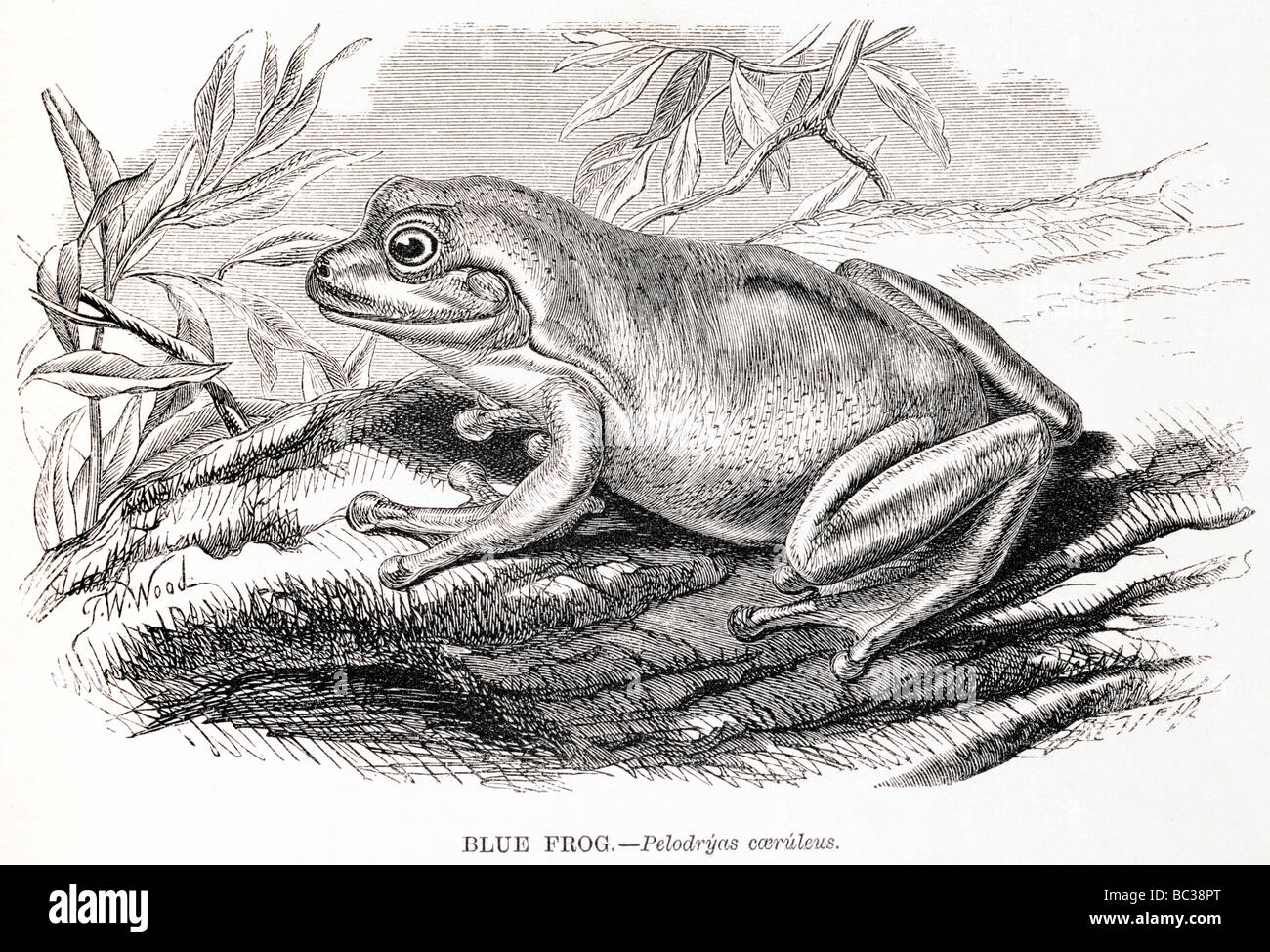 Blue frog hi-res stock photography and images - Alamy