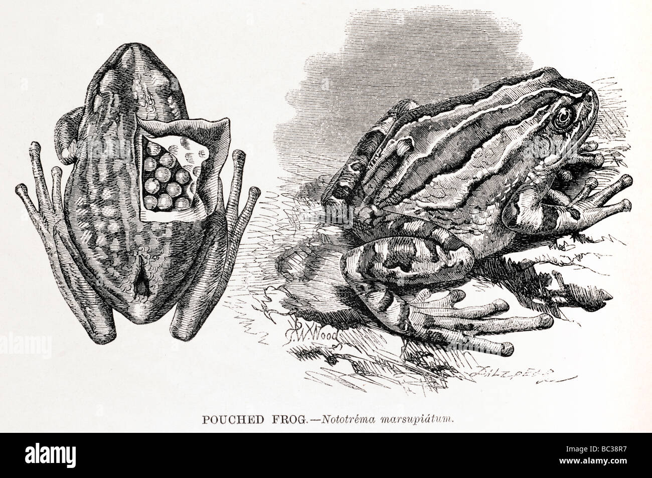 pouched frog nototrema marsupiatum Stock Photo - Alamy