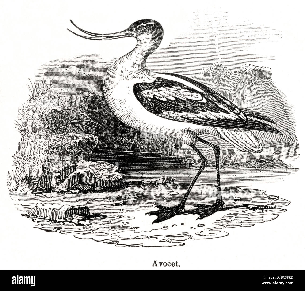 Avocet drawing hi-res stock photography and images - Alamy