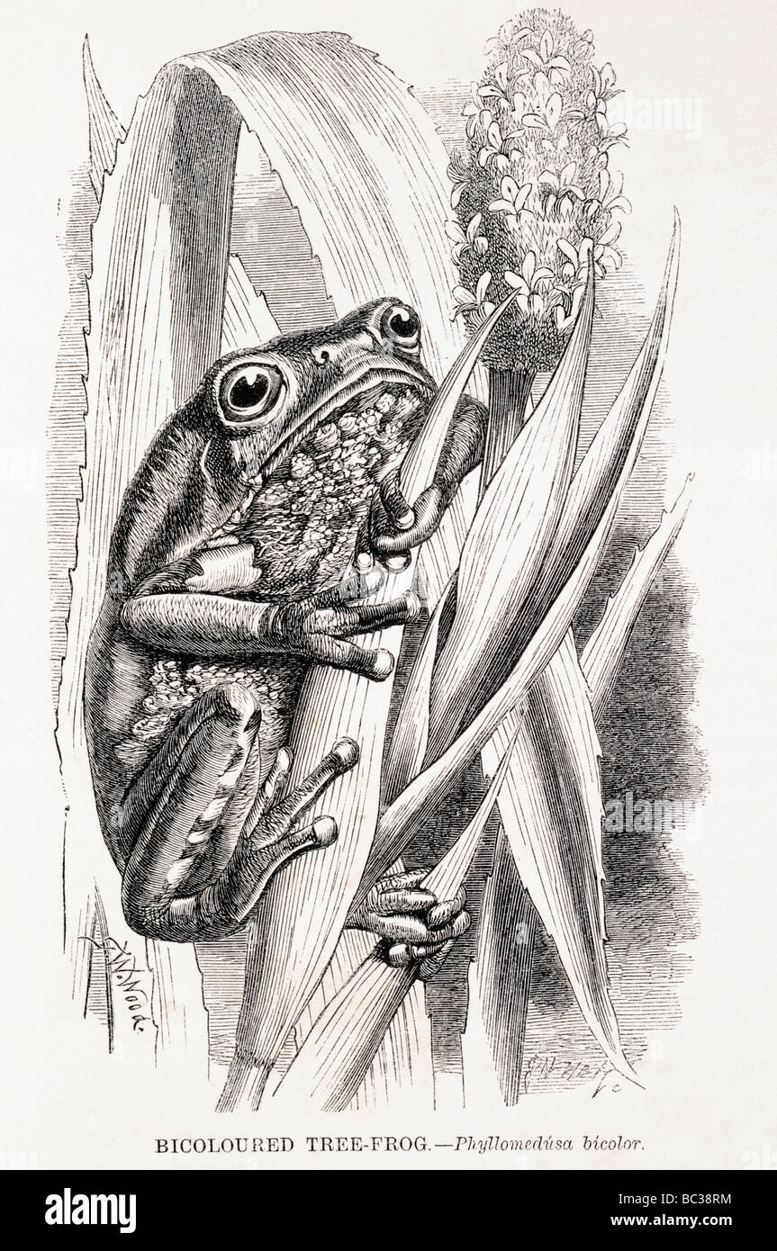 Phyllomedusa bicolor hi-res stock photography and images - Alamy