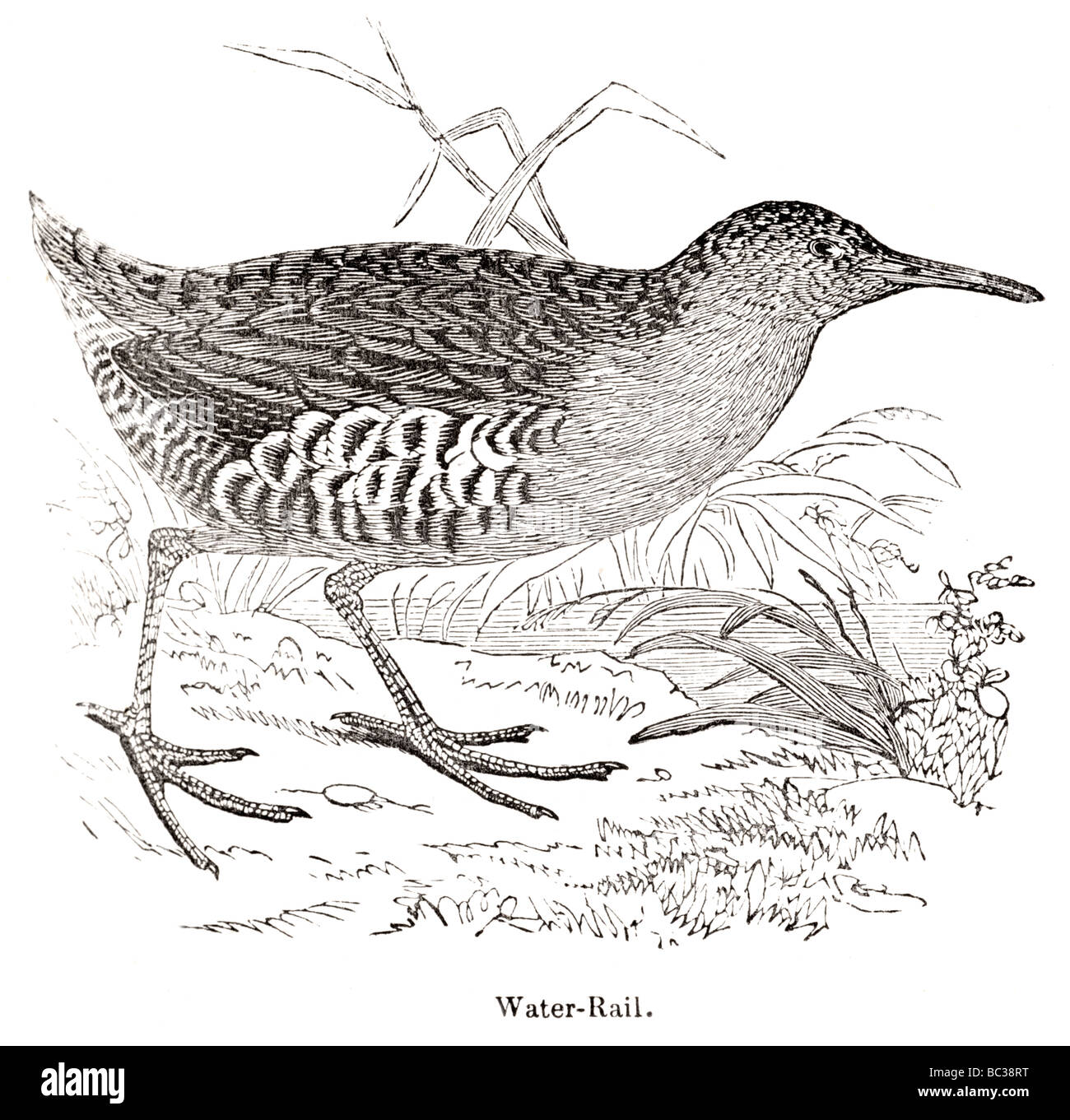 Metabolic water hi-res stock photography and images - Alamy