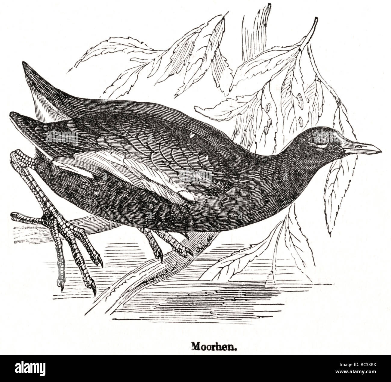 Hen etching hi-res stock photography and images - Alamy