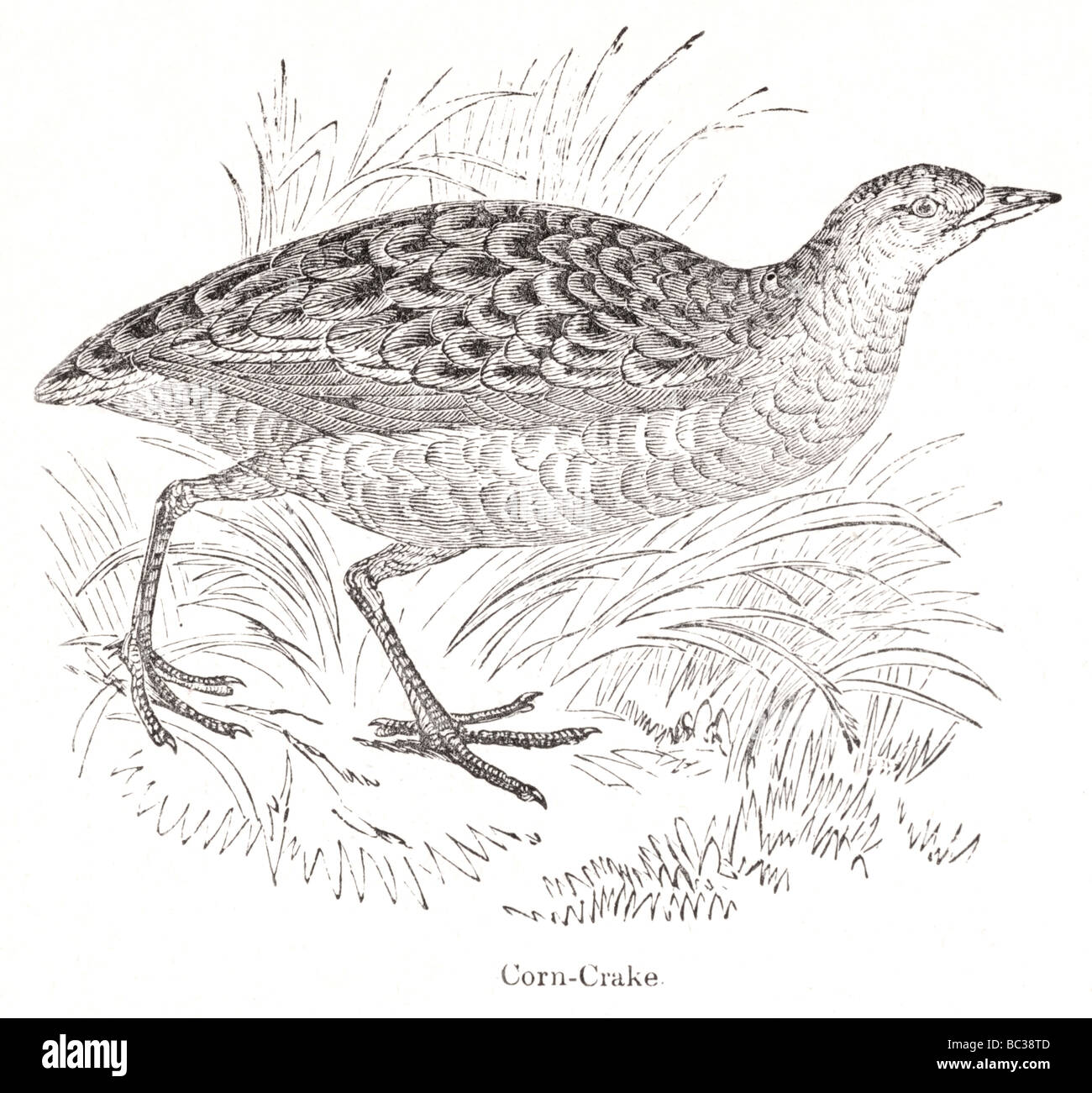 Crex habitat hi-res stock photography and images - Alamy