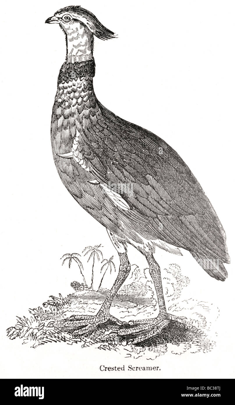 Screamer anhimidae hi-res stock photography and images - Alamy